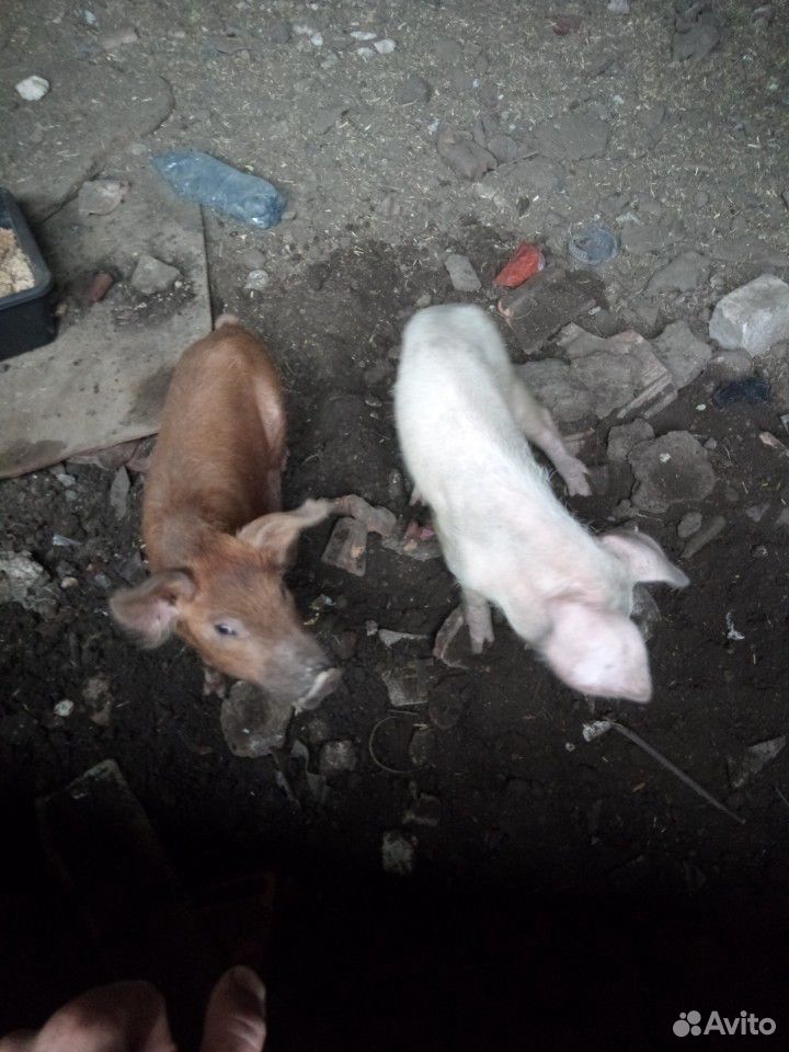 Поросенок ландрас, порста