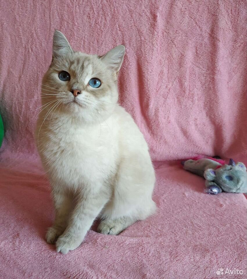 Кошка
