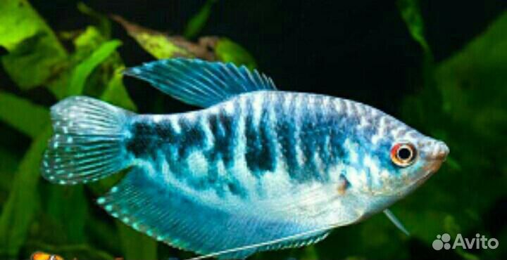Отдам рыбок гурами