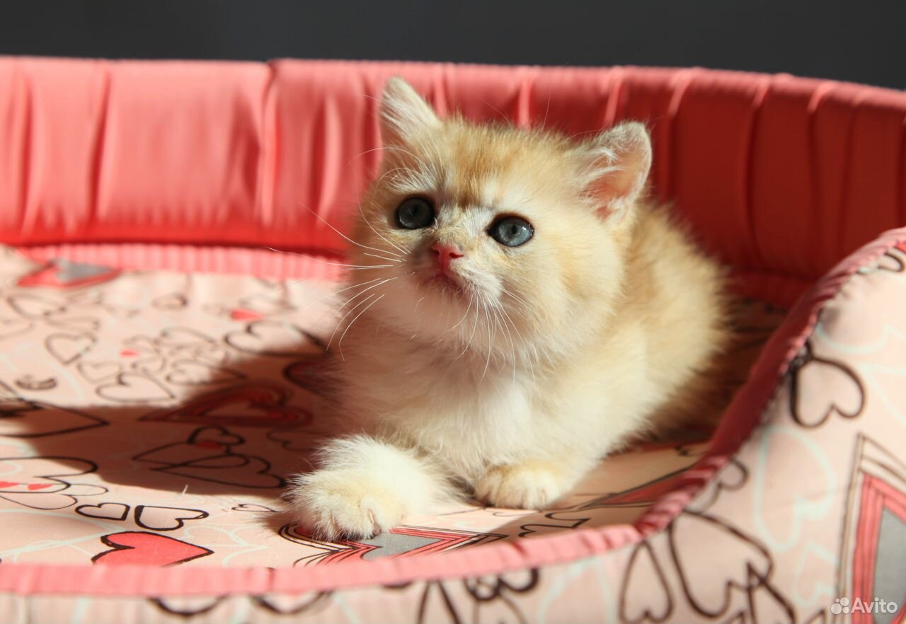 Котик британский золотистая шиншилла