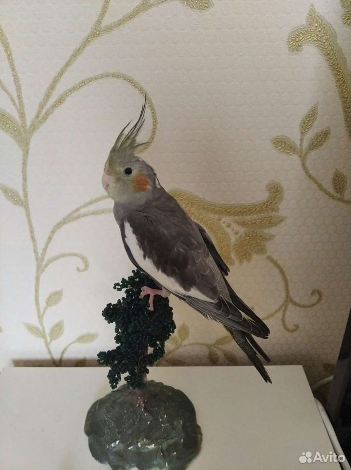 Попугай Карелла