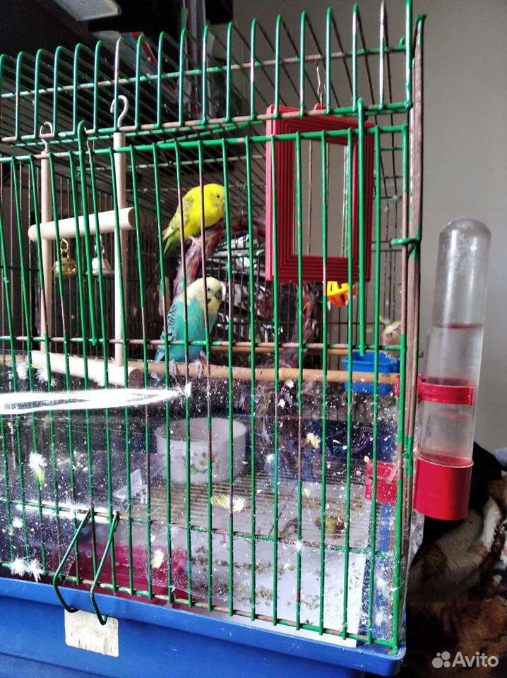 Парочка попугаев, с клеткой, игрушками, бассейном