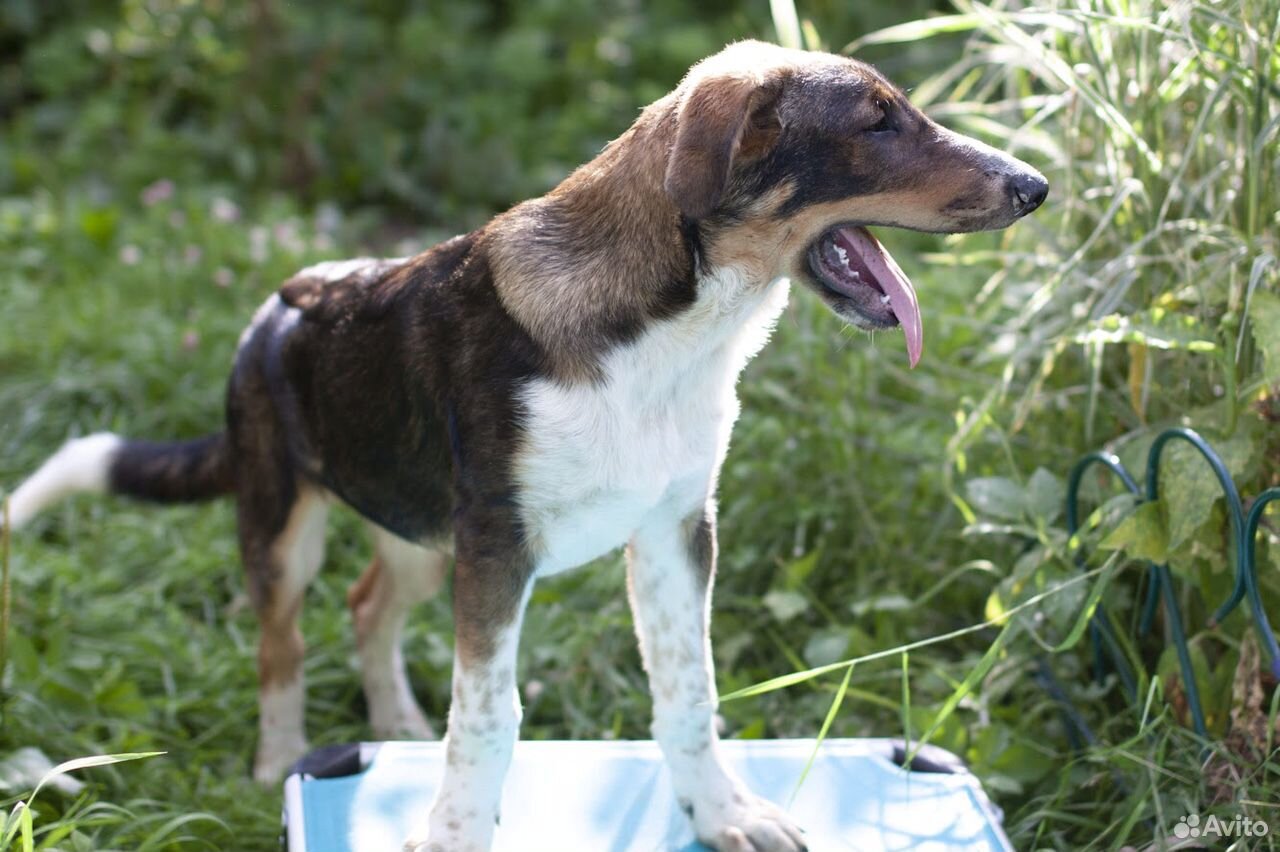 Щенок ричард