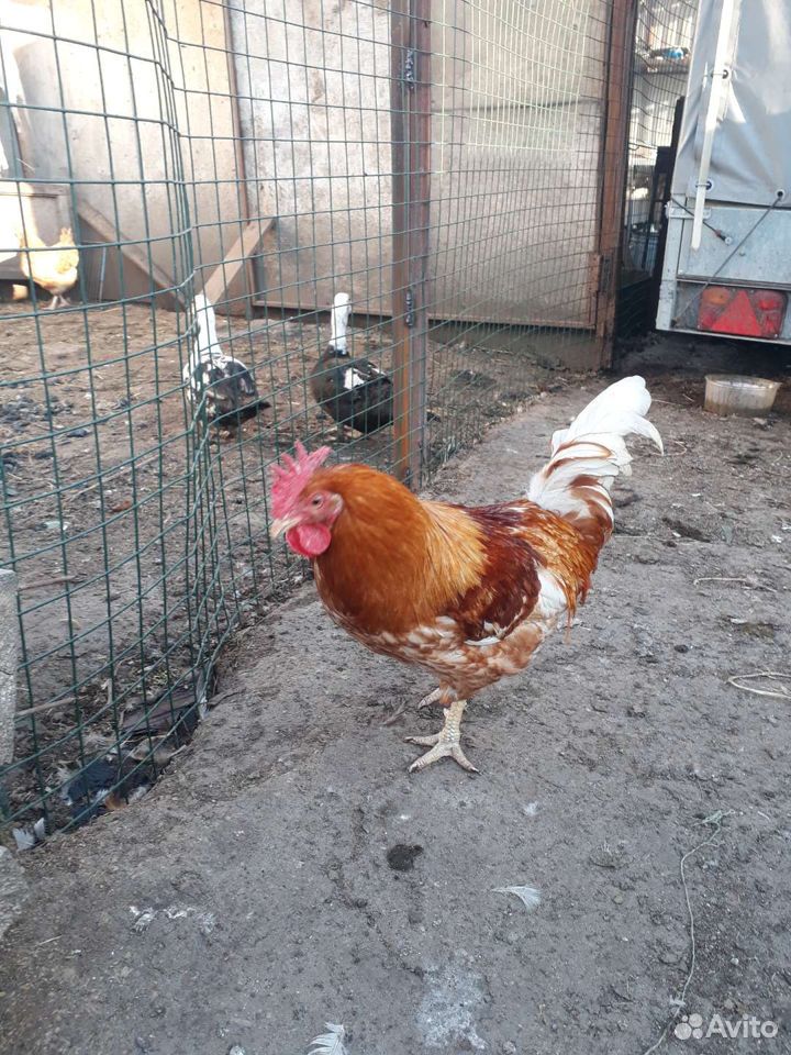 Петух +2 курочки