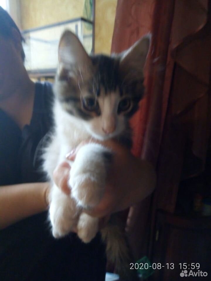 Кошка