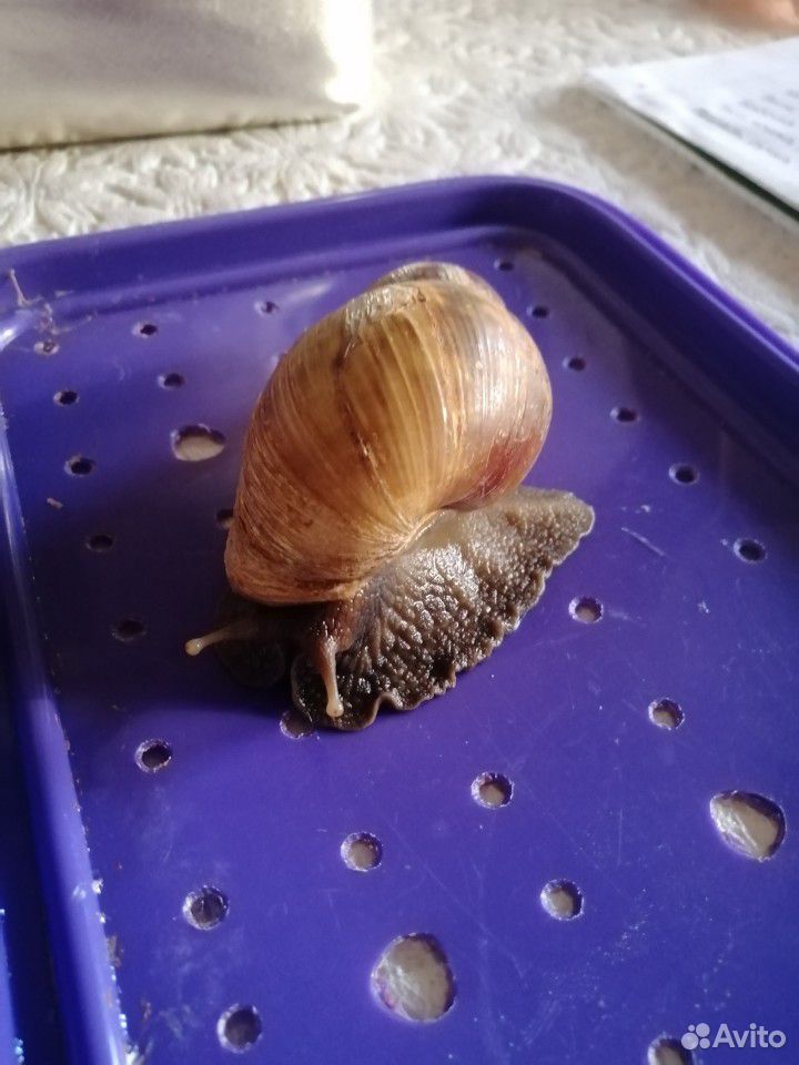 Отдам в добрые руки