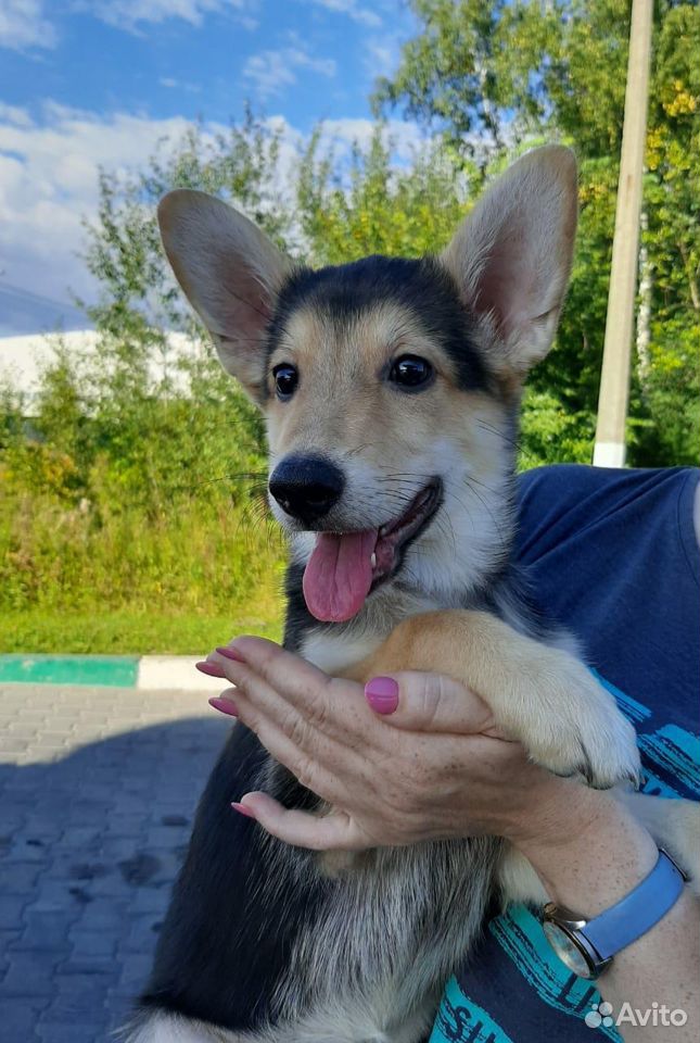 Ушастая девочка в дар