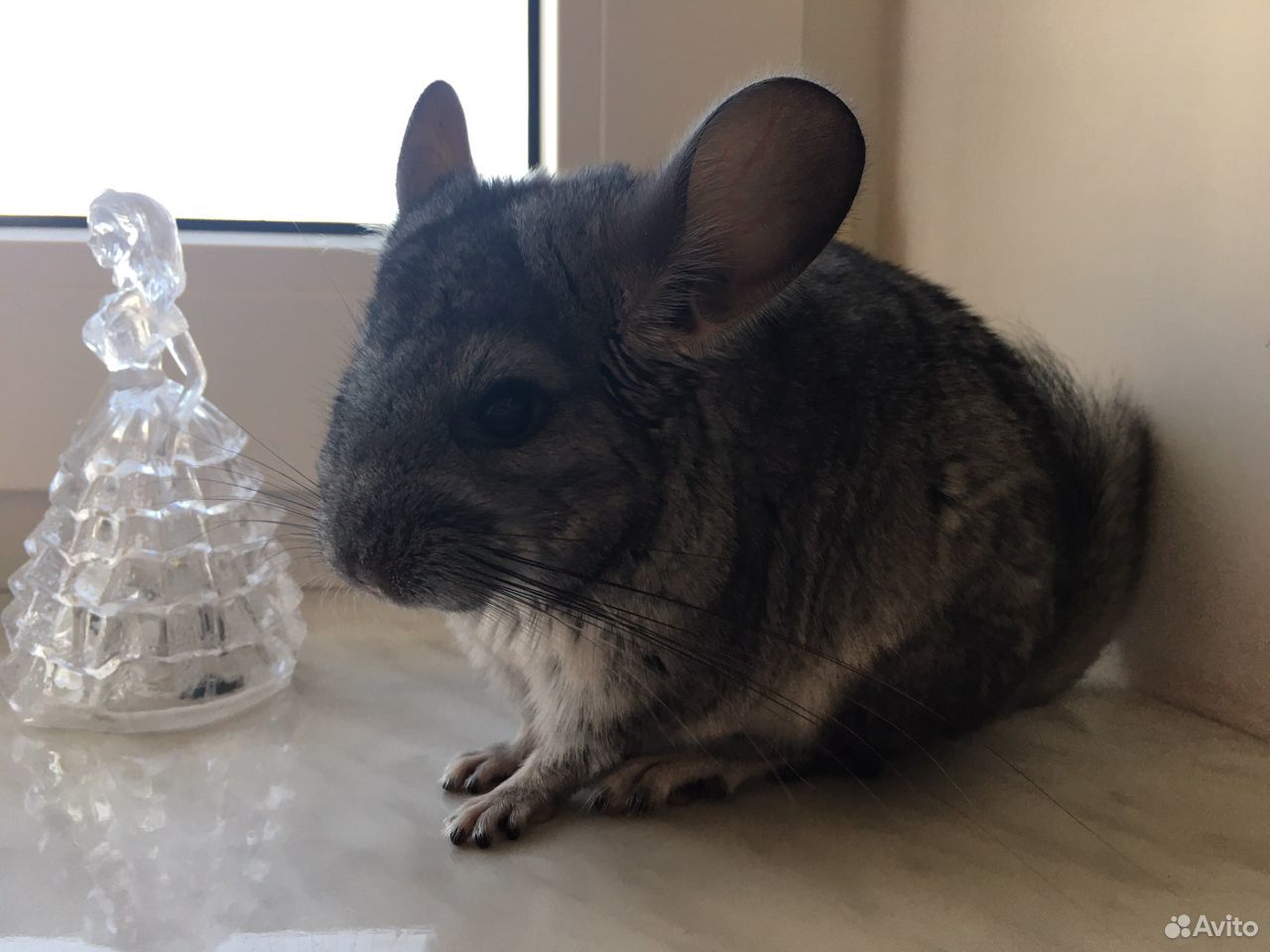 Шиншилла девочка 2,5 мес.стандарт