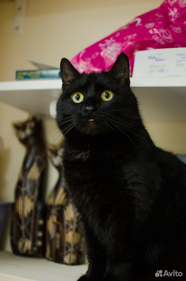 Котодети из приюта ищут своих родителей