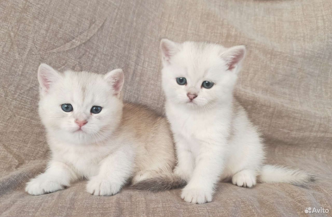 Британские котята в драгоценной шубке