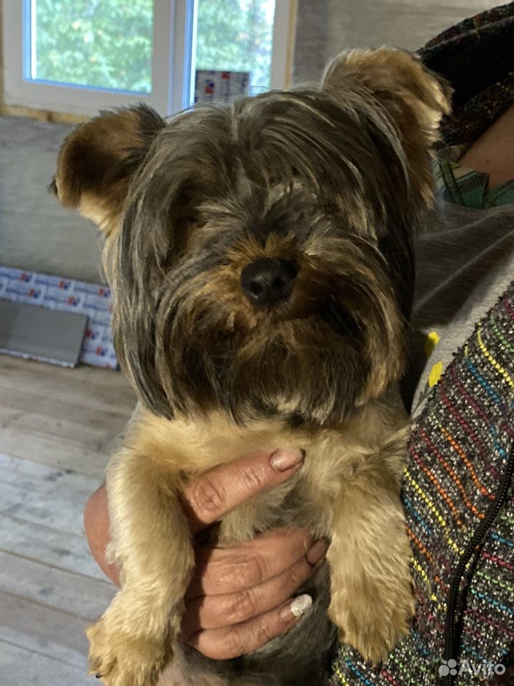 Йоркширский терьер