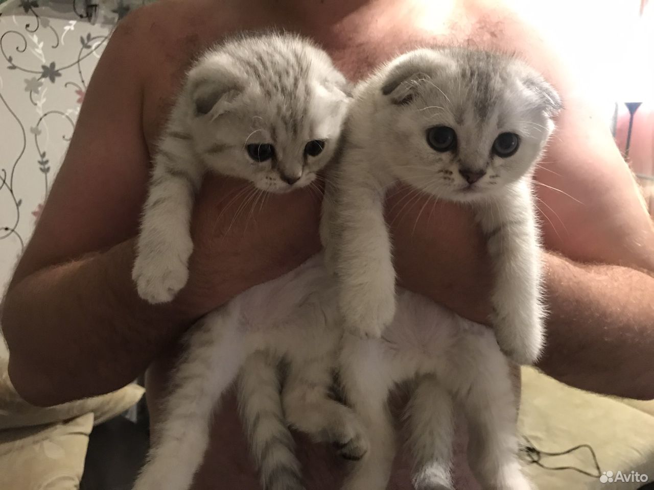 Шотландская вислоухая серебряная шиншилла