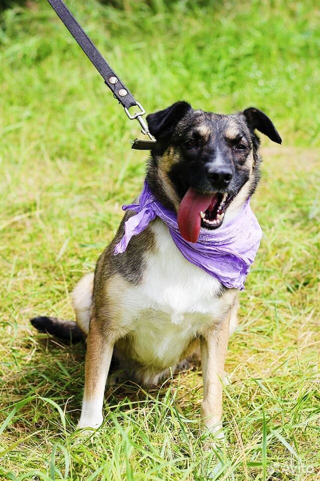 Собака Лира в добрые руки