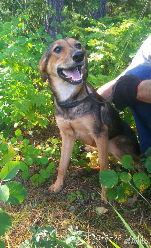 Милые щенки-подростки ищут дом