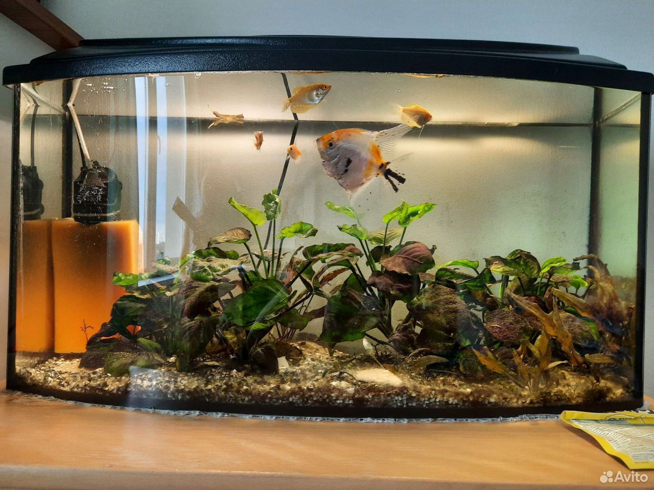 Аквариум с живыми растениями и рыбками