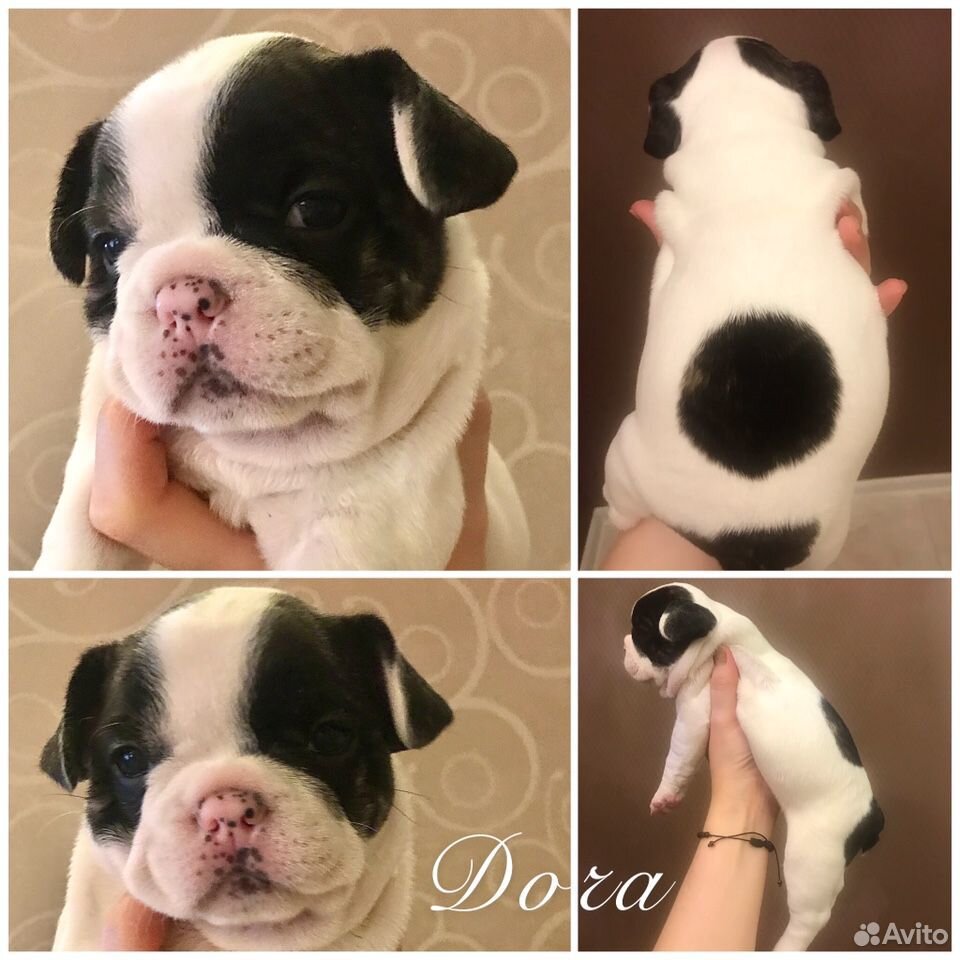 Французский бульдог девочка