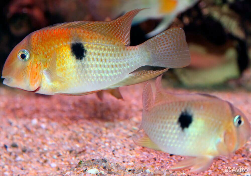 Рыбки Гвианакары