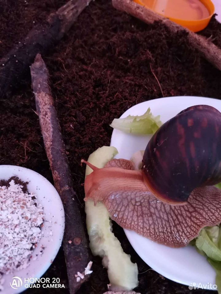 Улитка арахтина. Куча деток