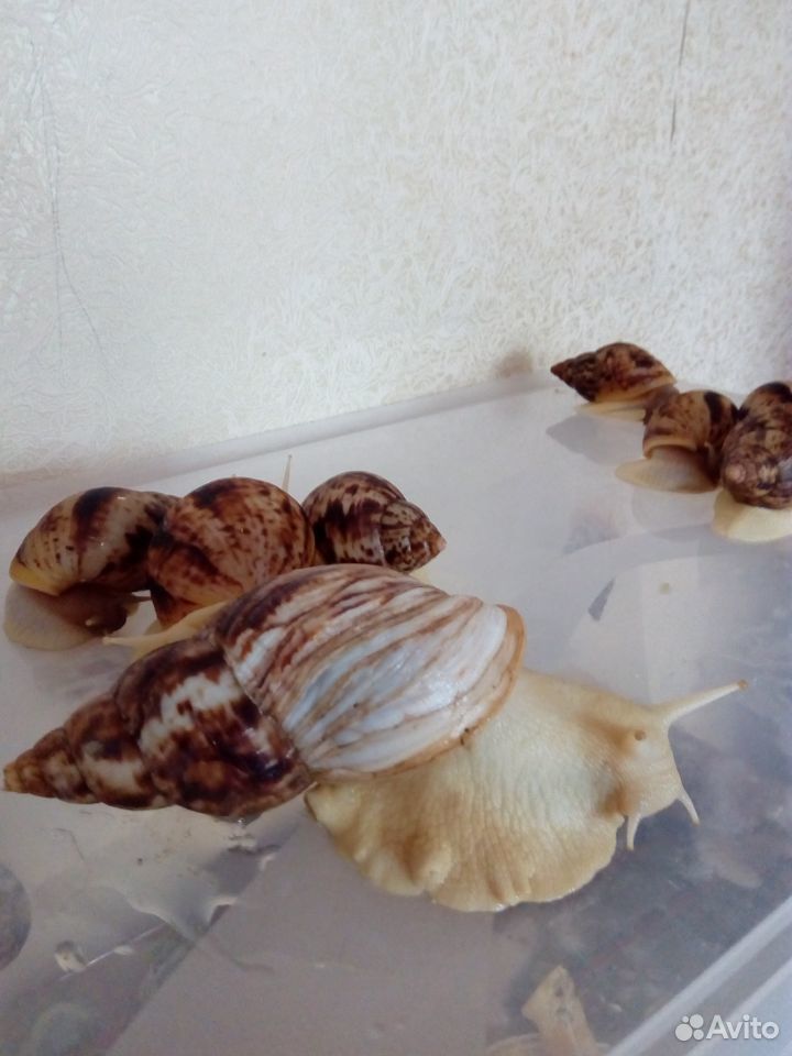 Улитки ахатины