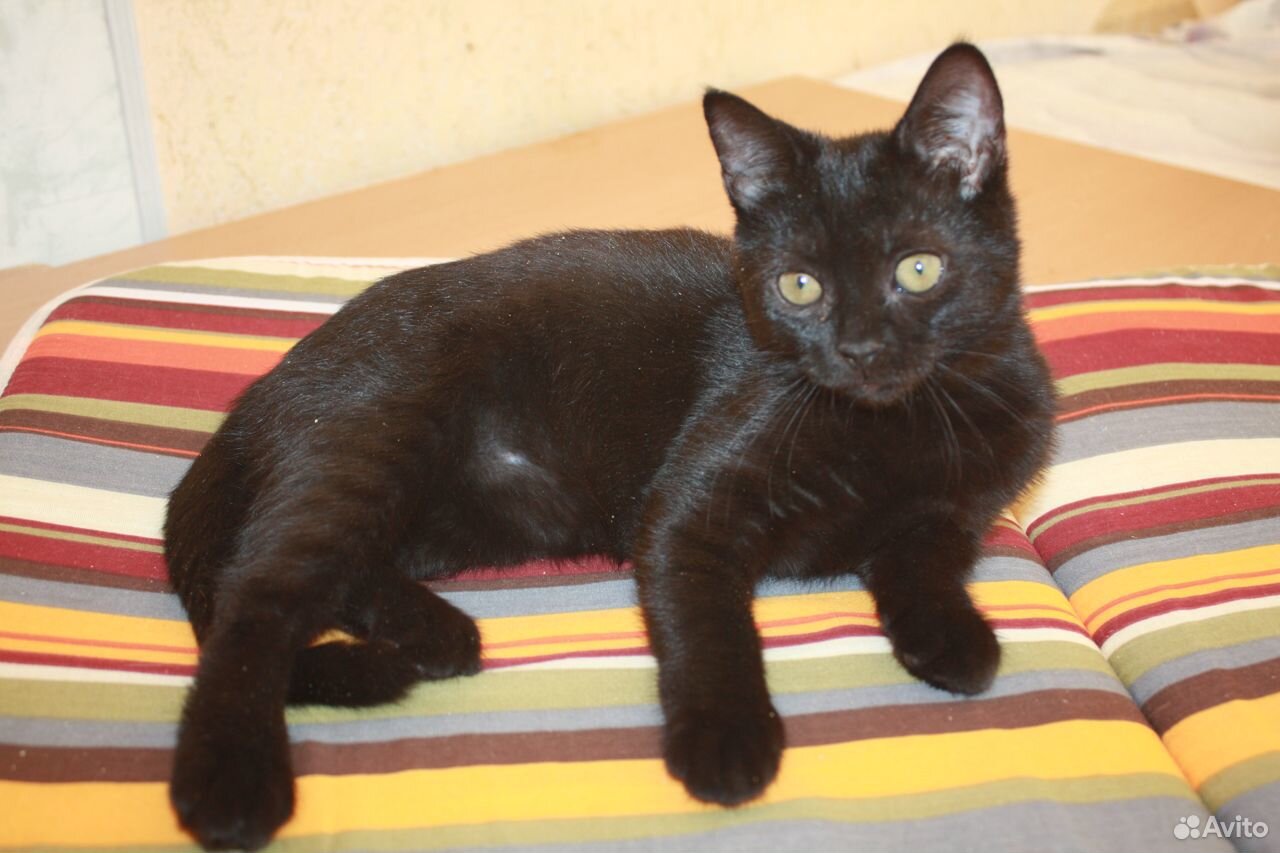 Шотландская метиска Глаша 3.5 мес