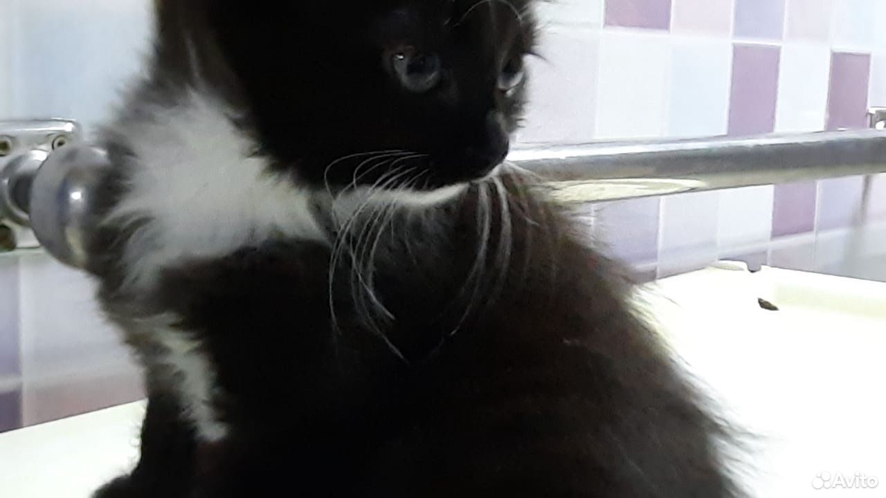 Котята