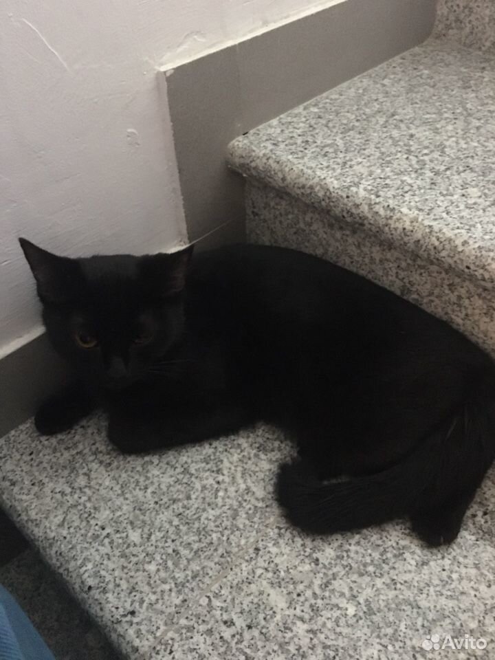 Кошка
