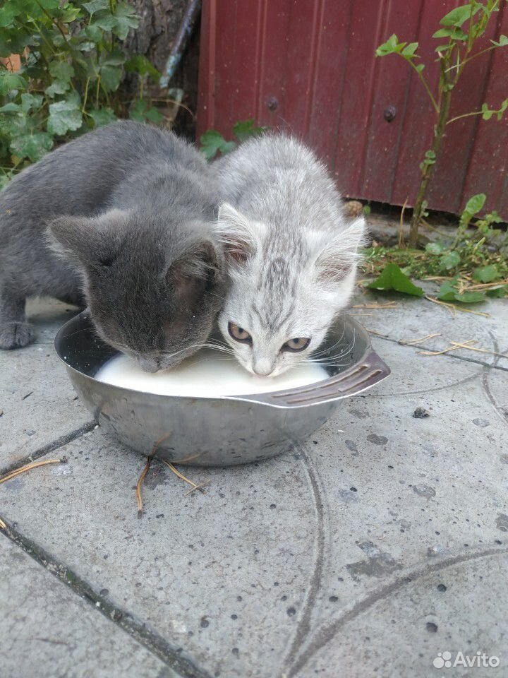 Отдам котенка. Ласковый, пушистый, любящий детей