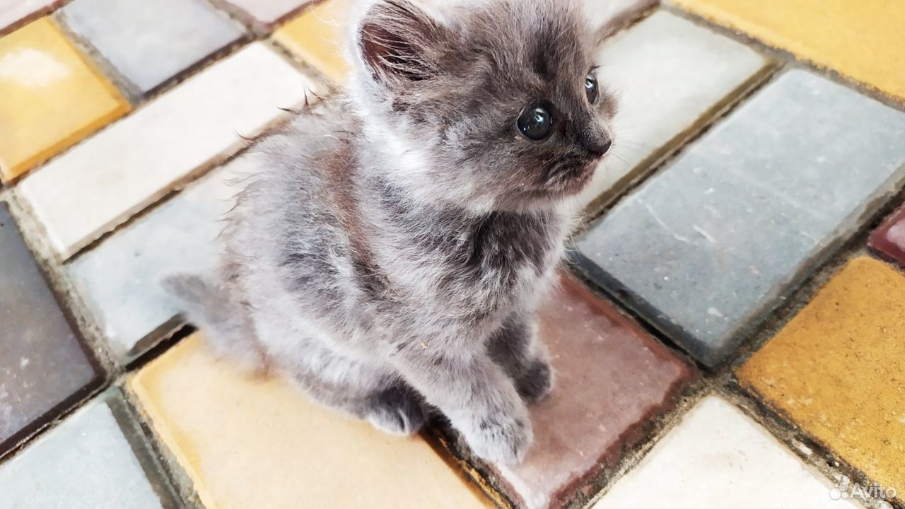 Кошка