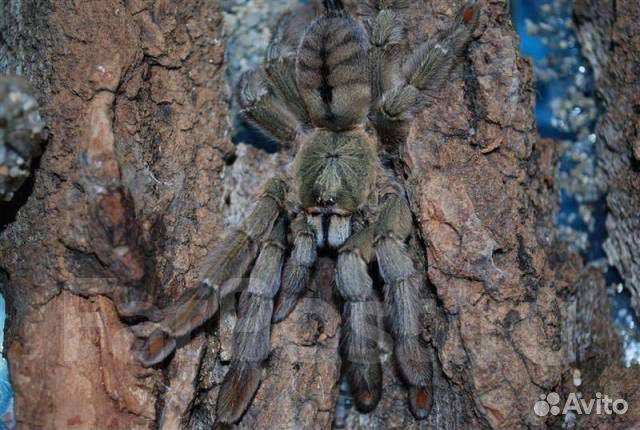 Подростки пауков-птицеедов