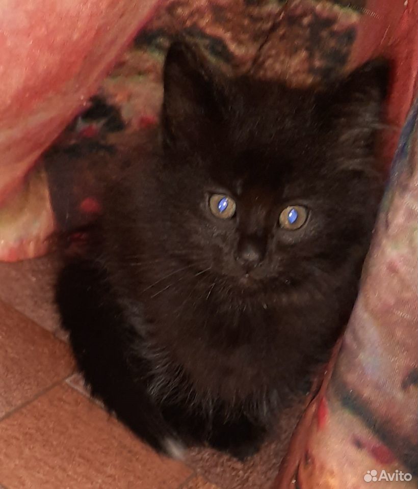 Сибирские метисы