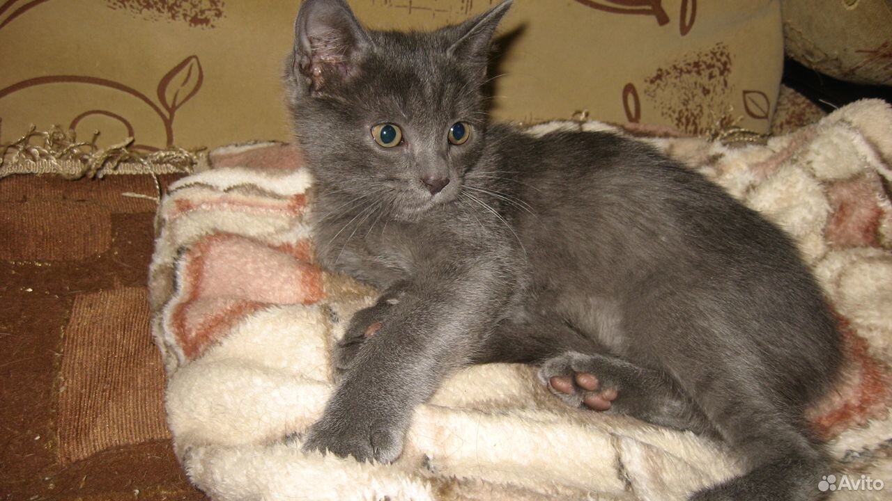 Котенок мальчик