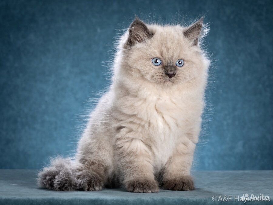 Невский маскарадный котёнок шоу класса