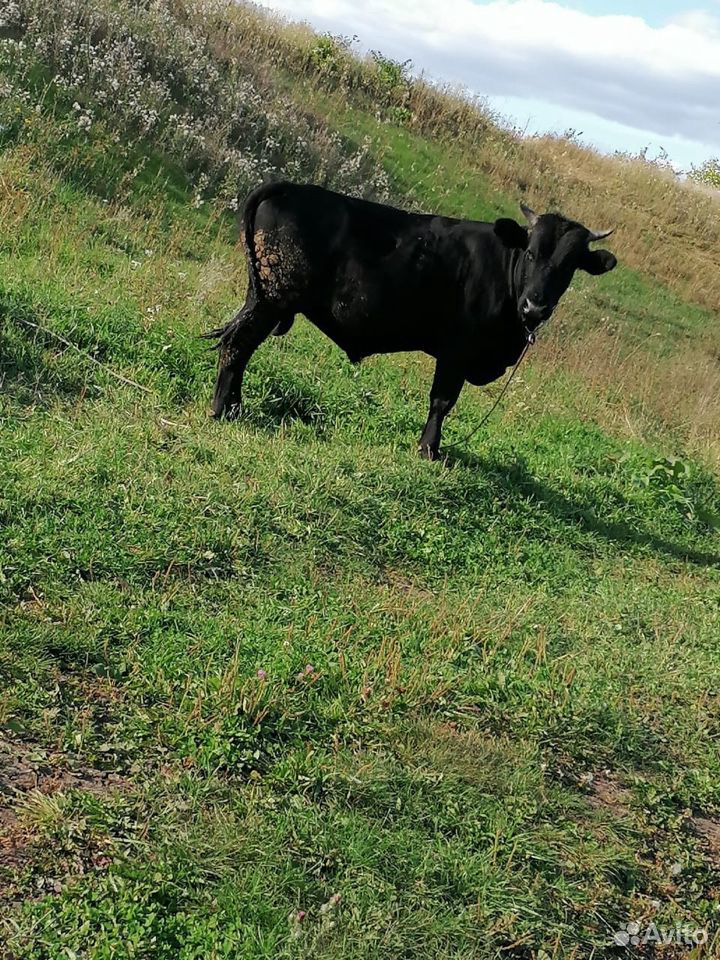 Продаётся бык возраст 1.5 года