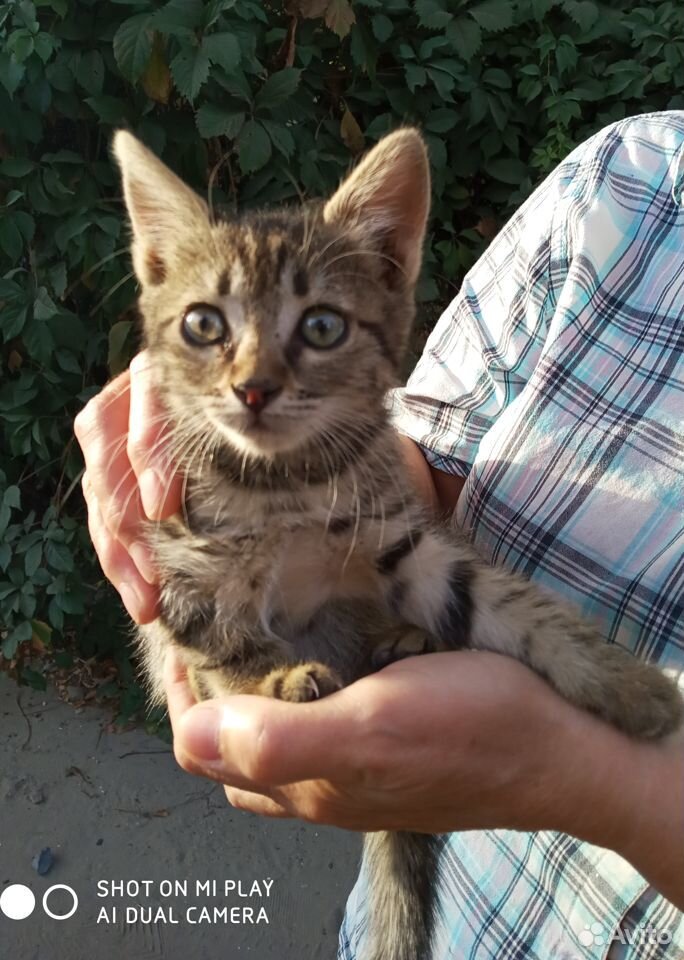 Пристраивается серый пушистый полосатик