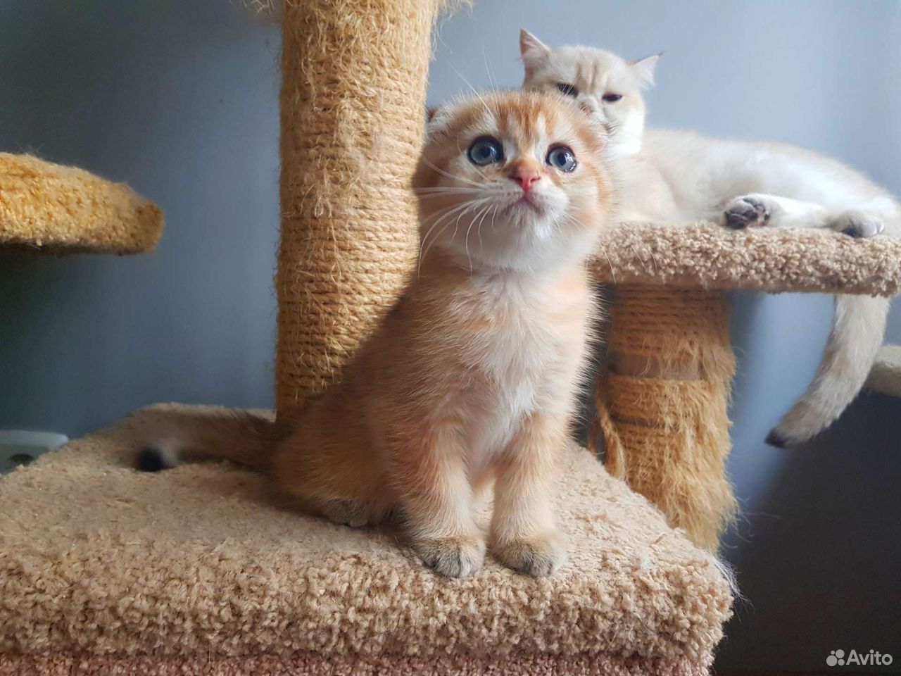 Золотой вислоухий пупсик