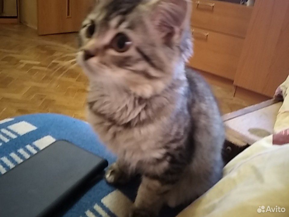 Кот Лео