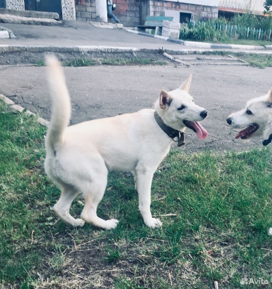 Швейцарская овчарка