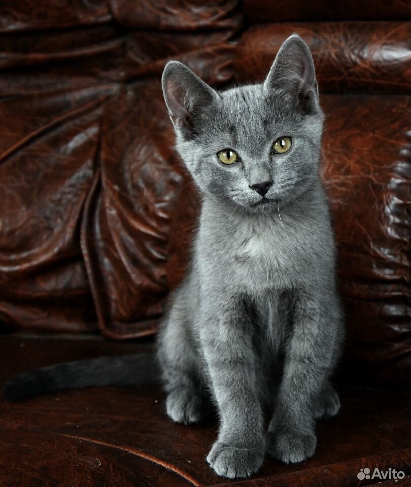 Метис русской голубой (2 мес.)