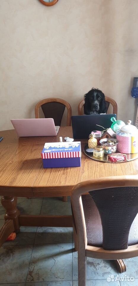 Вязка русский охотничий спаниель кабель