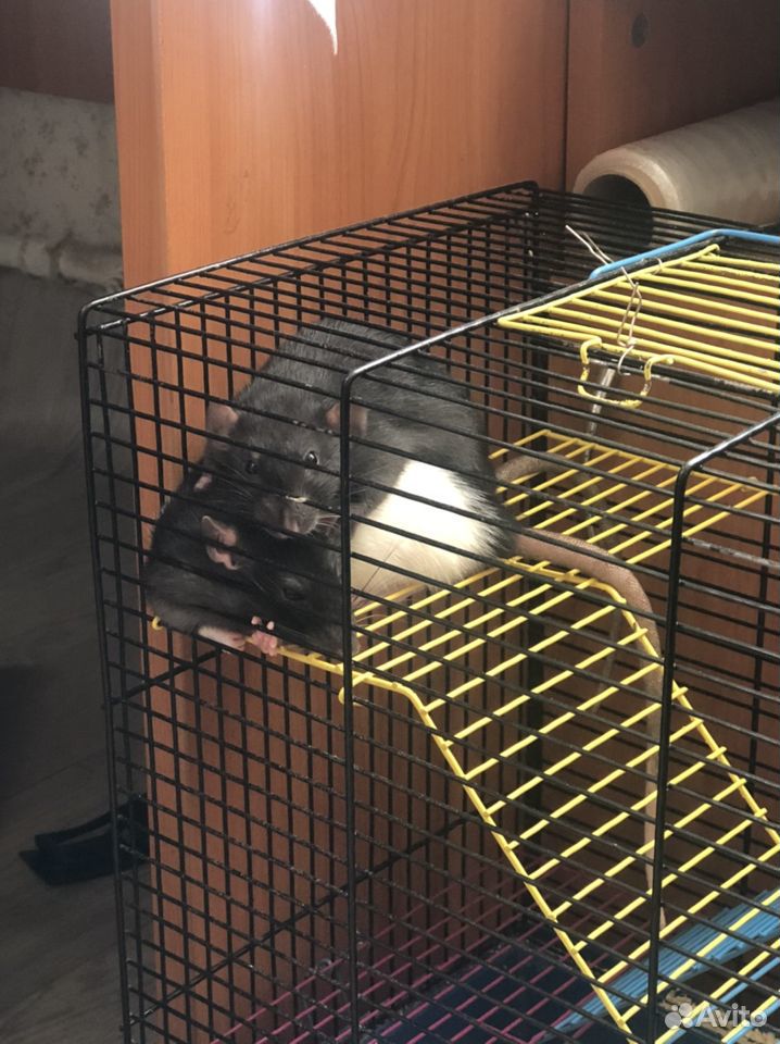 Отдам 2 крысок в добрые руки