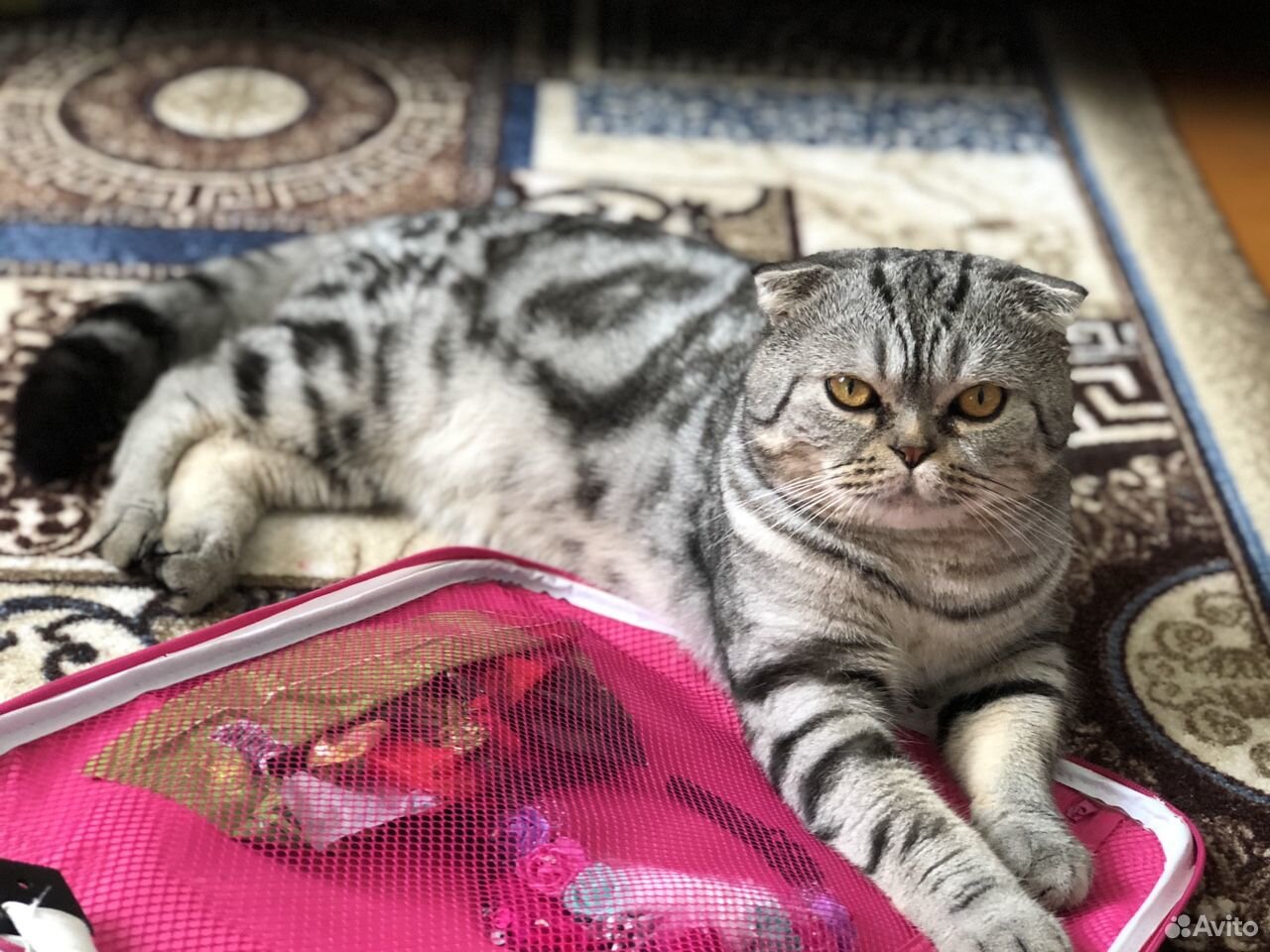 Шотландская