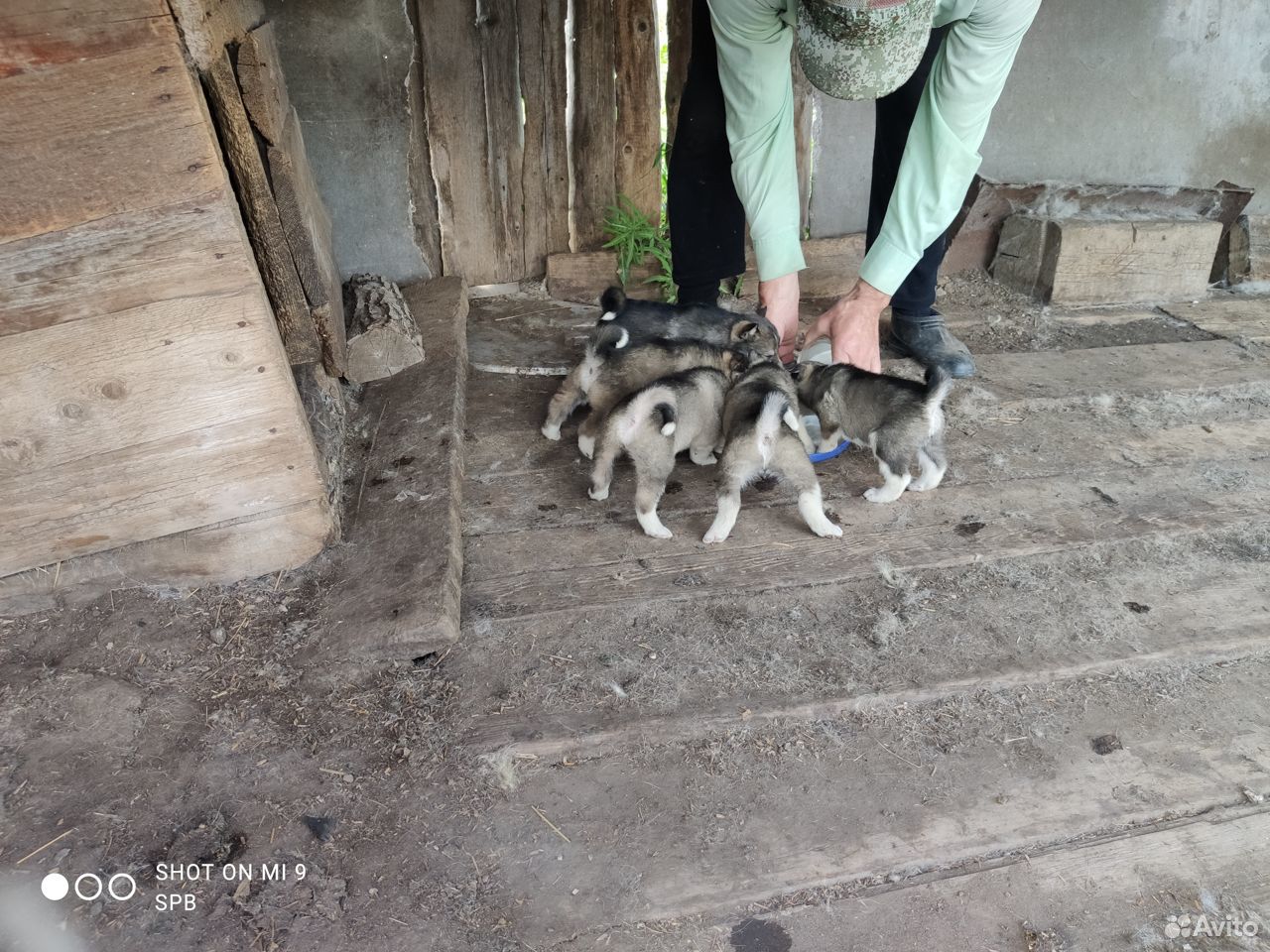 Щенки лайки