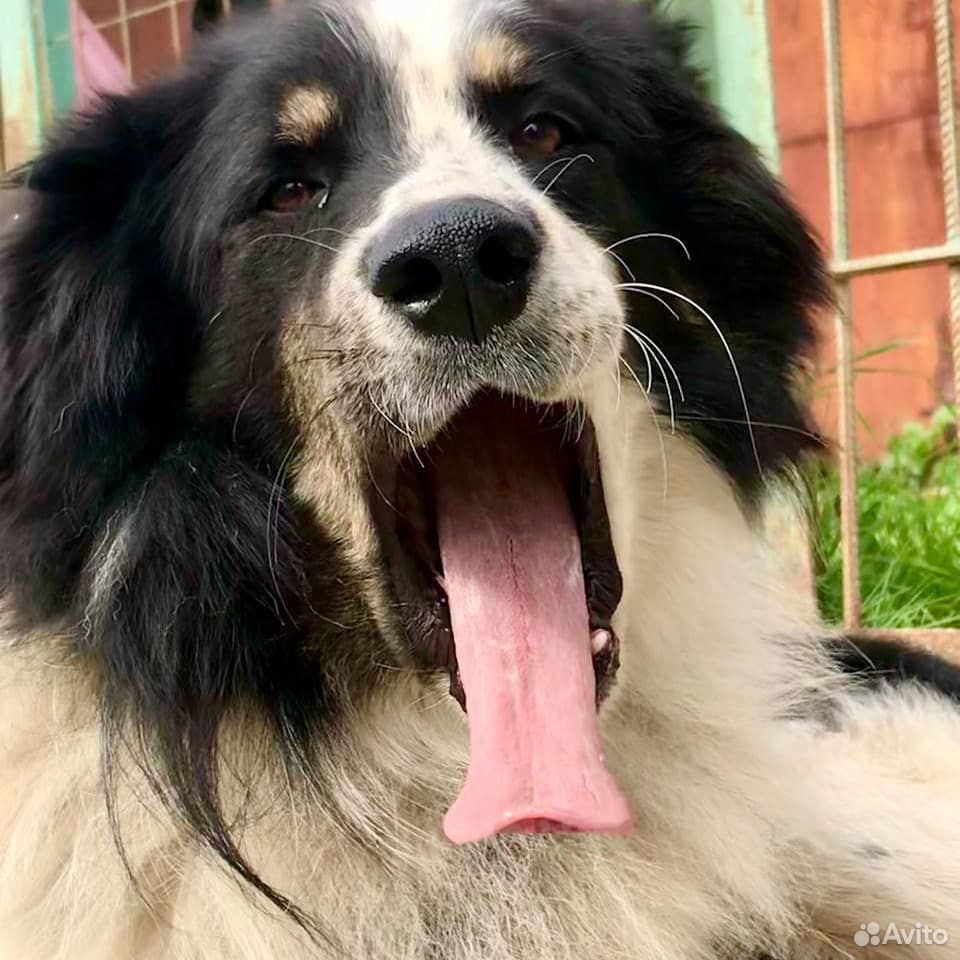 Самый красивый пес в поиске дома