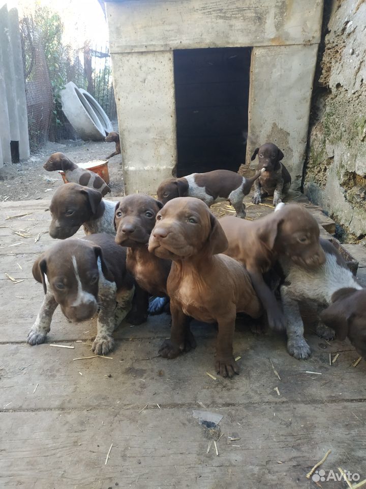 Собака куртцхаар ченки