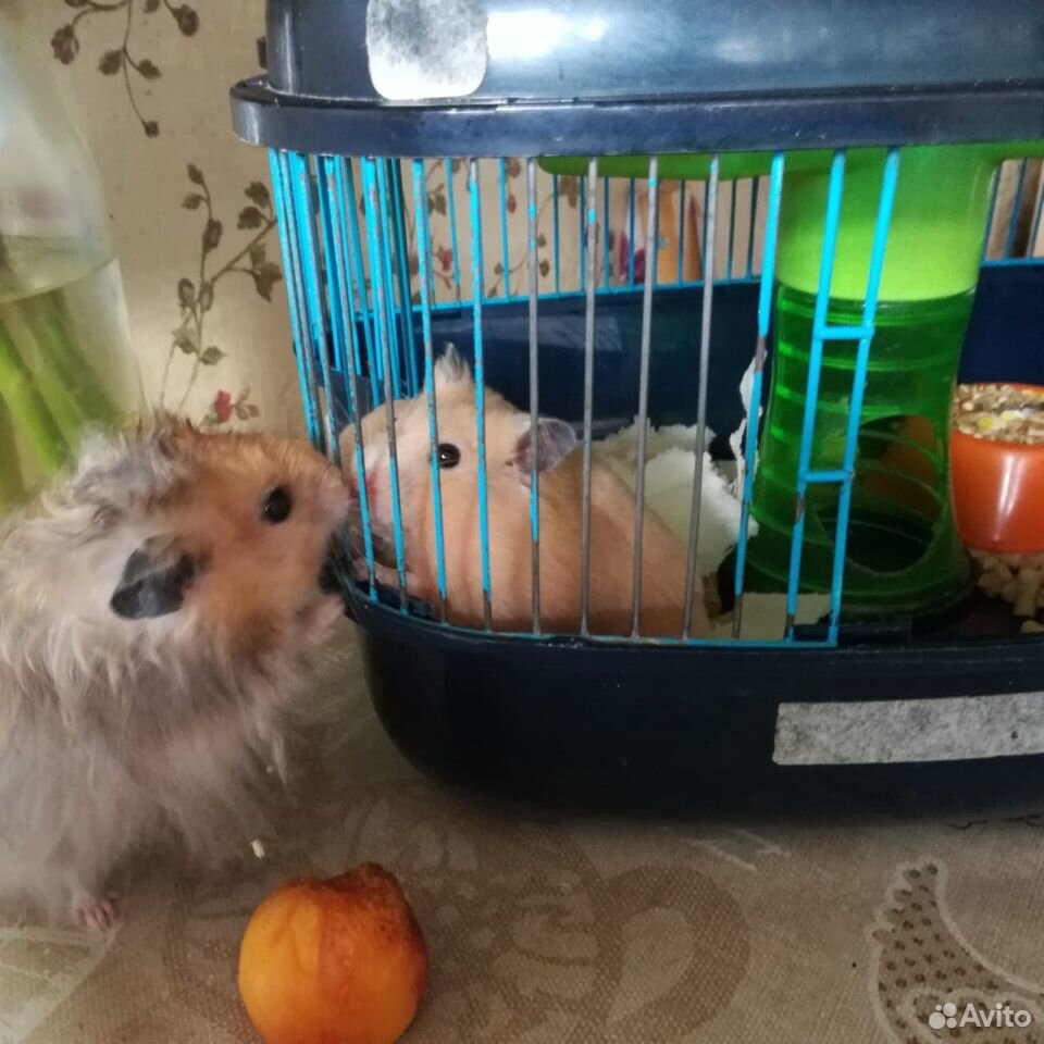 Сирийский хомяк