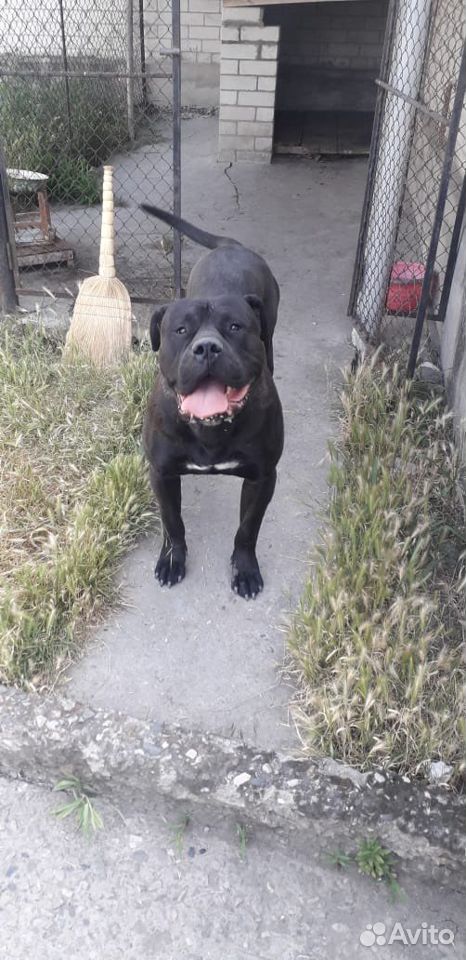 Канарский Дог