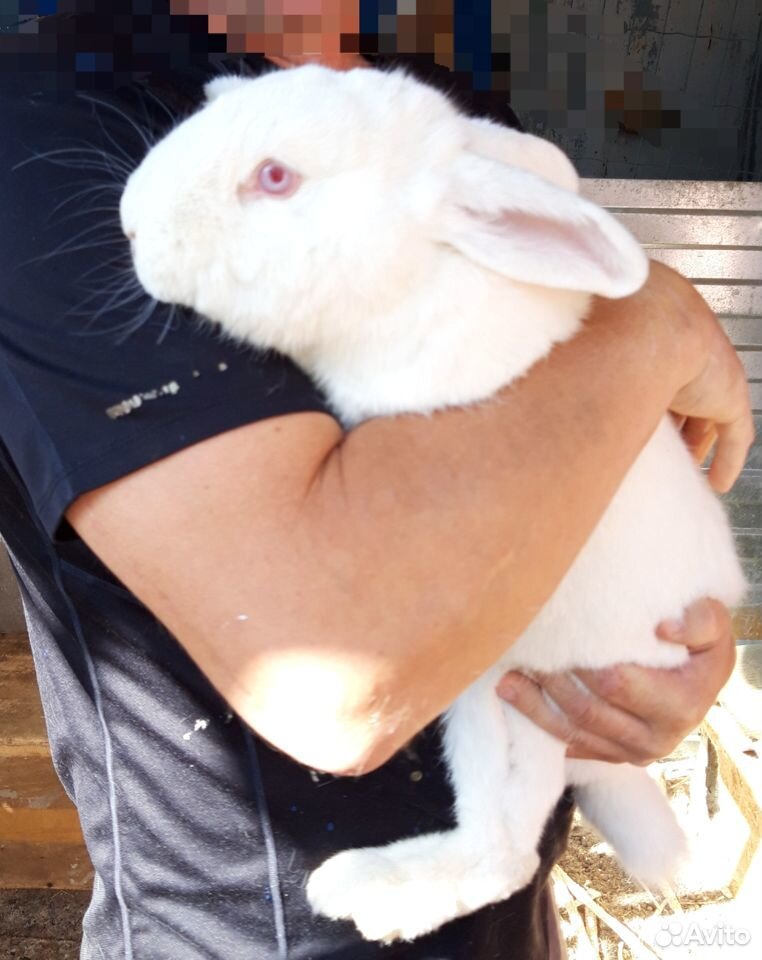 Кролики нзб