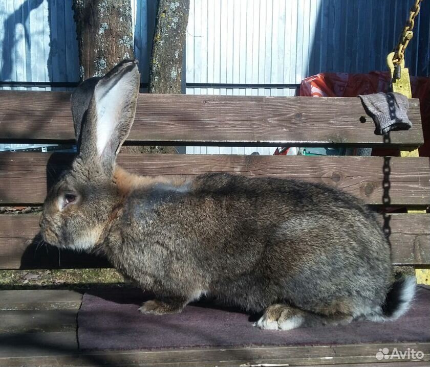 Бельгийский великан(Фландер,Немецкий Ризен)