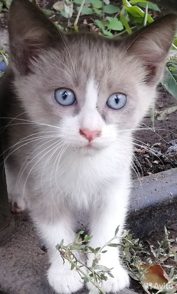 Замурчательный котя