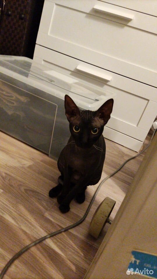 Продаются котятки Канадского сфинкса